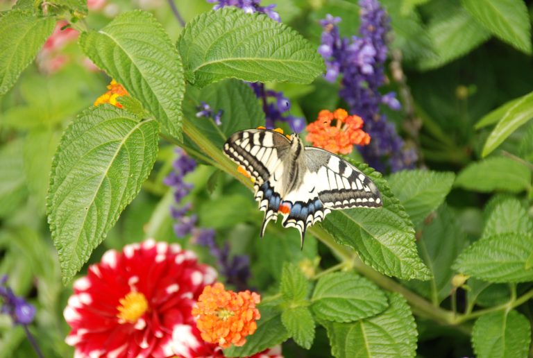 Haiku about happiness with butterflies, haiku sur le bonheur avec ...